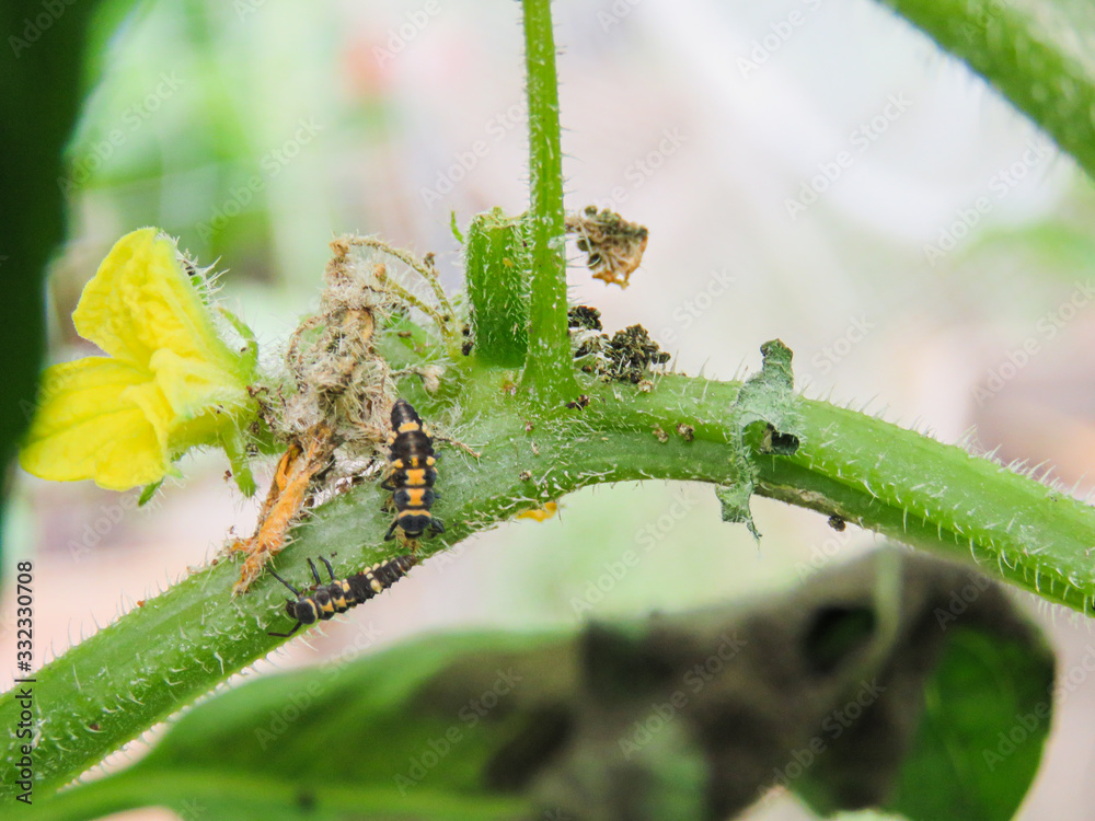 2 ladybug larva baby ladybug eating hunting food bugs insect good have ...