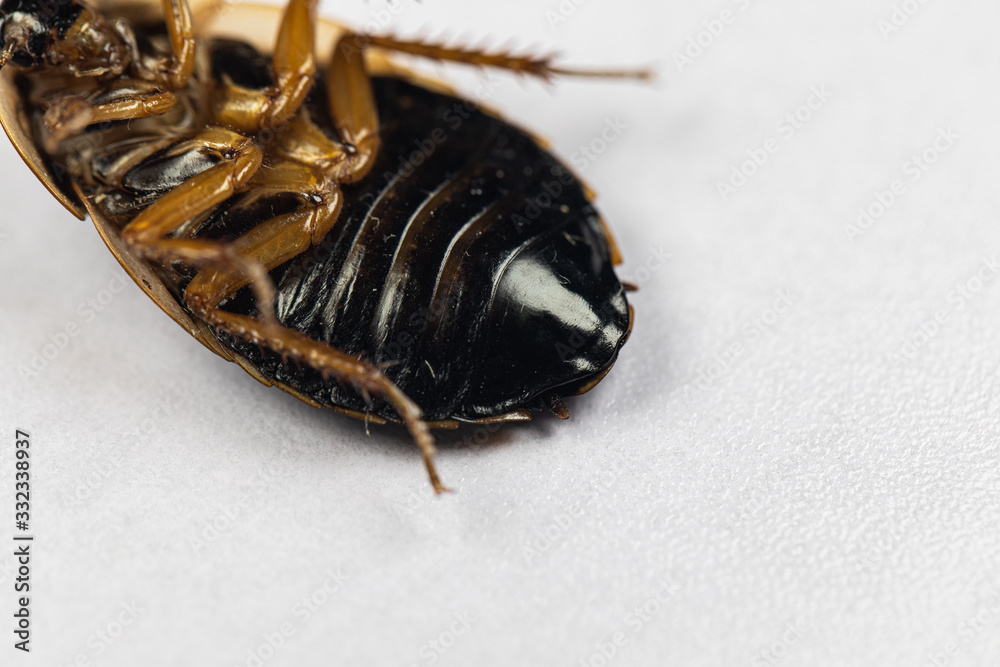Study of the structure of Blaptica dubia, Dubia roach, also known as ...
