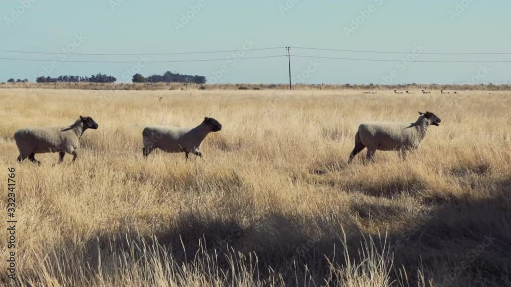 Sheep walking in slow-motion. They walk from left to right. Stock Video ...