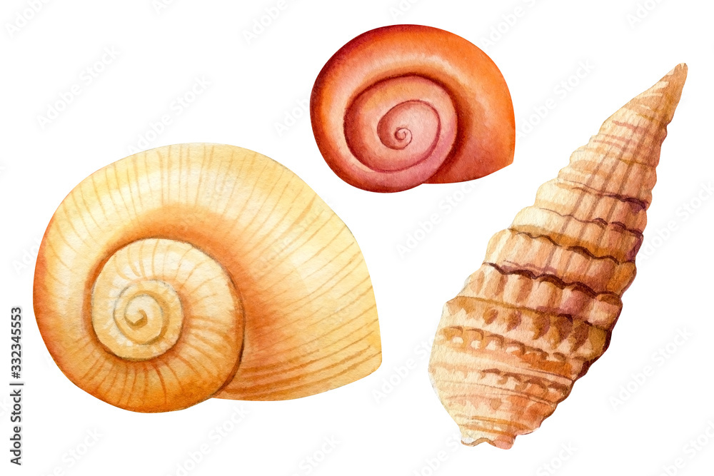 Watercolor set of seashells on an isolated white background, hand ...