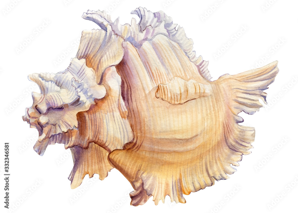 Watercolor set of seashells on an isolated white background, hand ...