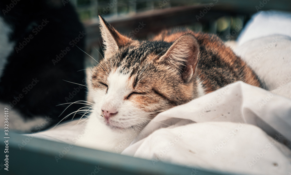 Cat pound. Close-up shot of homeless stray cat living in the animal ...