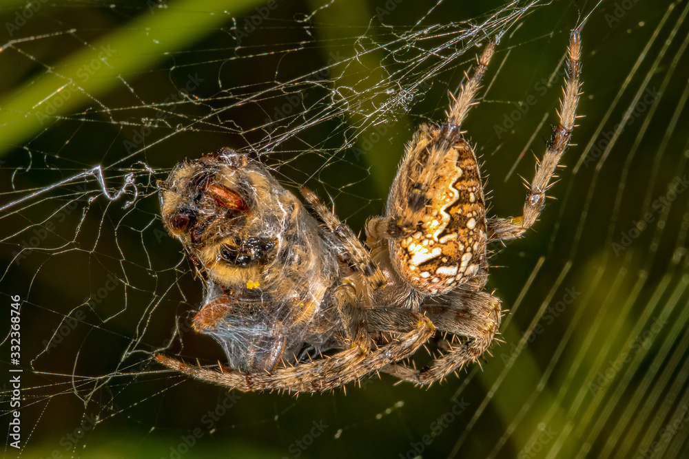 "Cross spider". The spider species Araneus diadematus is commonly ...