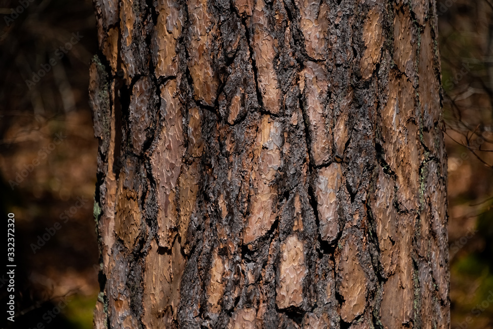 Rinde Kiefer Baum Struktur Oberfläche Hintergrund Braun Töne Borke ...
