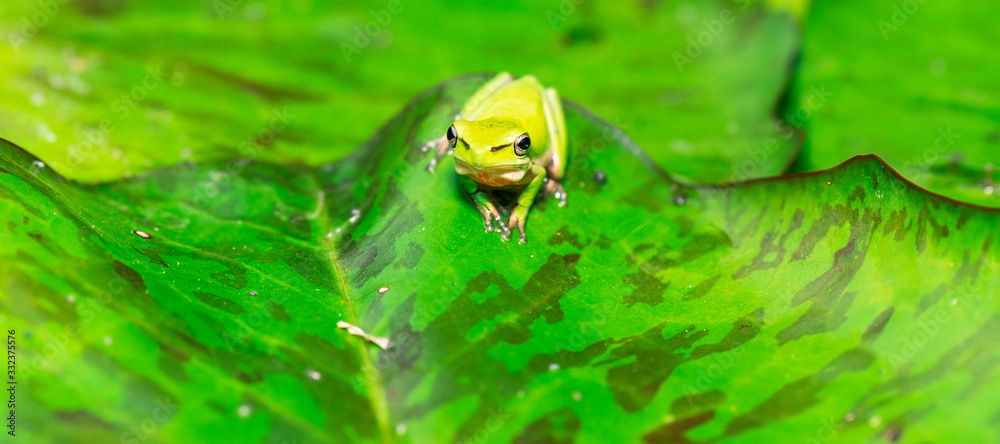 Wallum Sedge Frog also known by Litoria olongburensis. Stock Photo ...