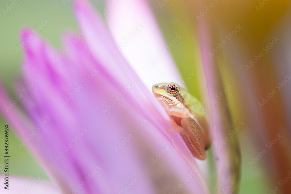 Wallum Sedge Frog also known by Litoria olongburensis. Stock Photo ...