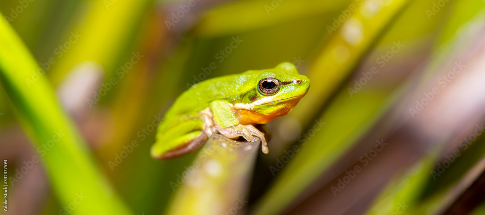 Wallum Sedge Frog also known by Litoria olongburensis. Stock Photo ...