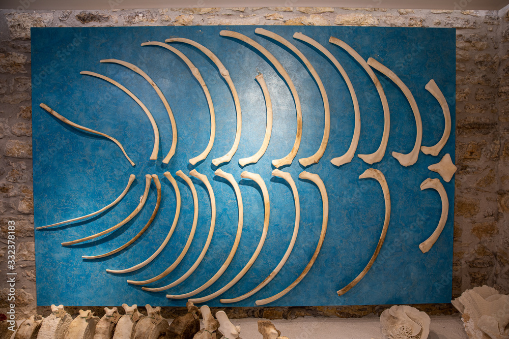 KASTOS,GREECE-August,2019:Marine Museum remains of the fin whale's ...