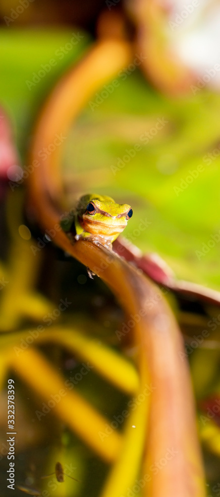 Wallum Sedge Frog also known by Litoria olongburensis. Stock Photo ...