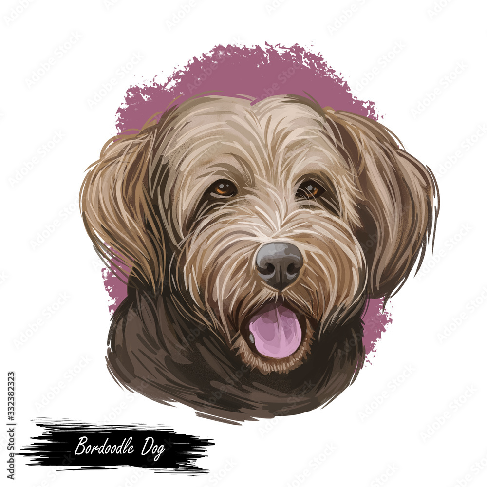 White Bordoodle