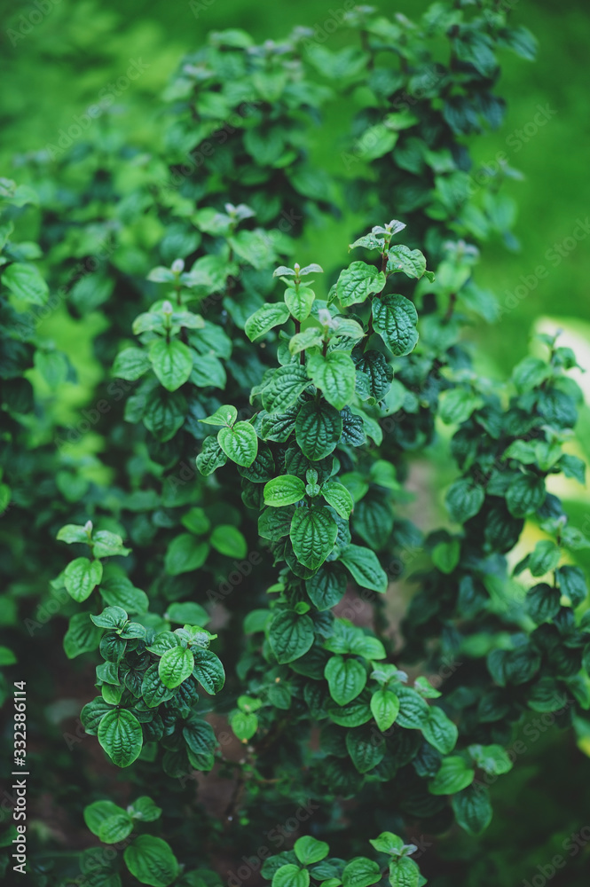 cornus compressa sanguinea close up un summer garden. Unusual shrub for ...