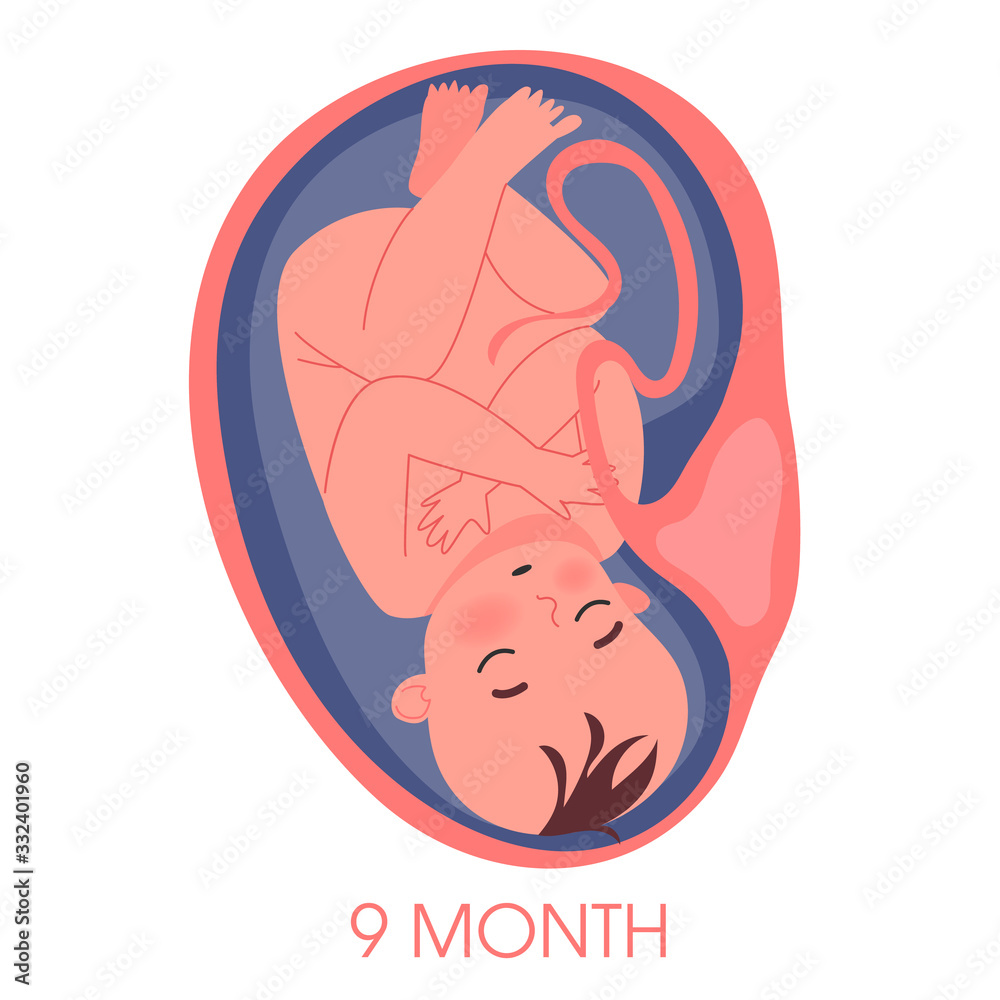 Fetal Development Month 9