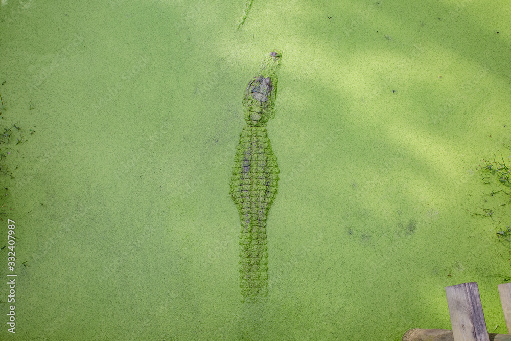 Alligators in The Alligator Farm in Mobile, Alabama, USA. Portrait of ...