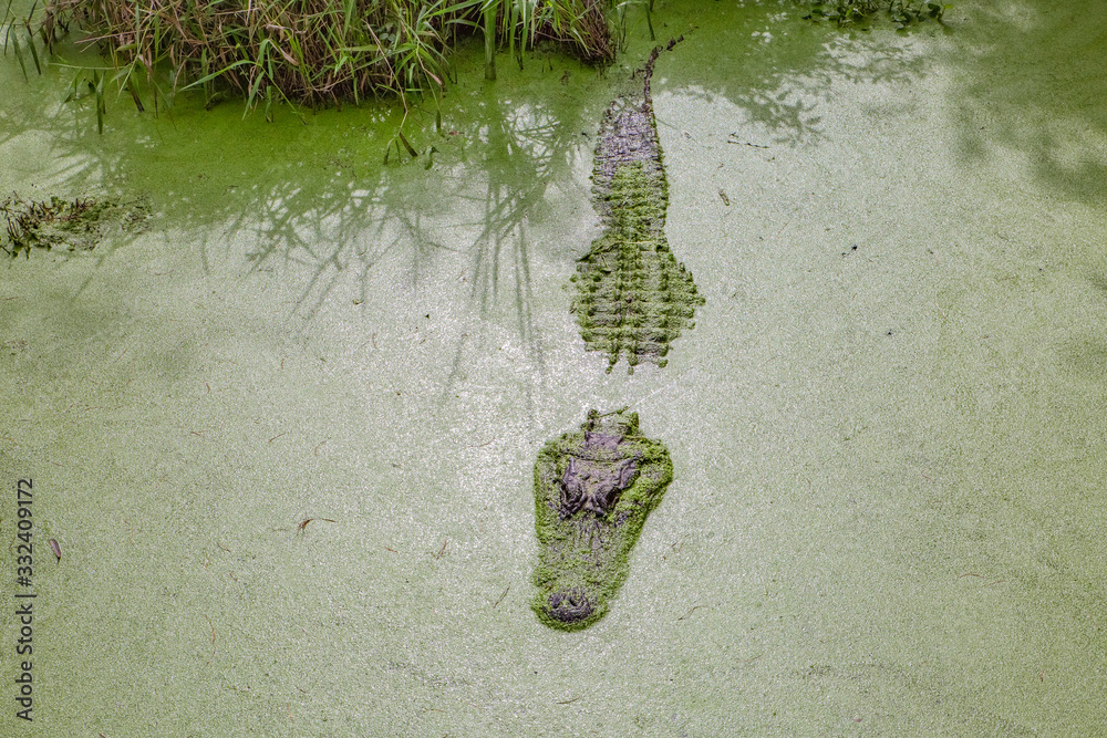 Alligators in The Alligator Farm in Mobile, Alabama, USA. Portrait of ...