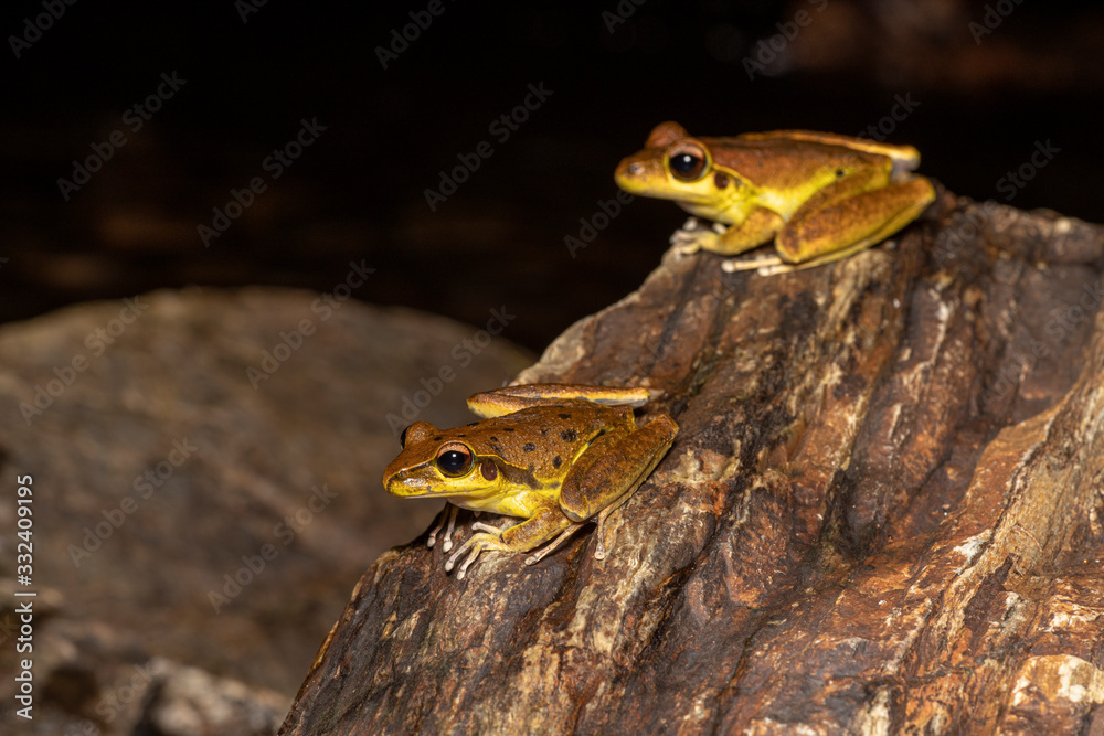 Northern stony creek frogs (Litoria jungguy) near water at night in ...