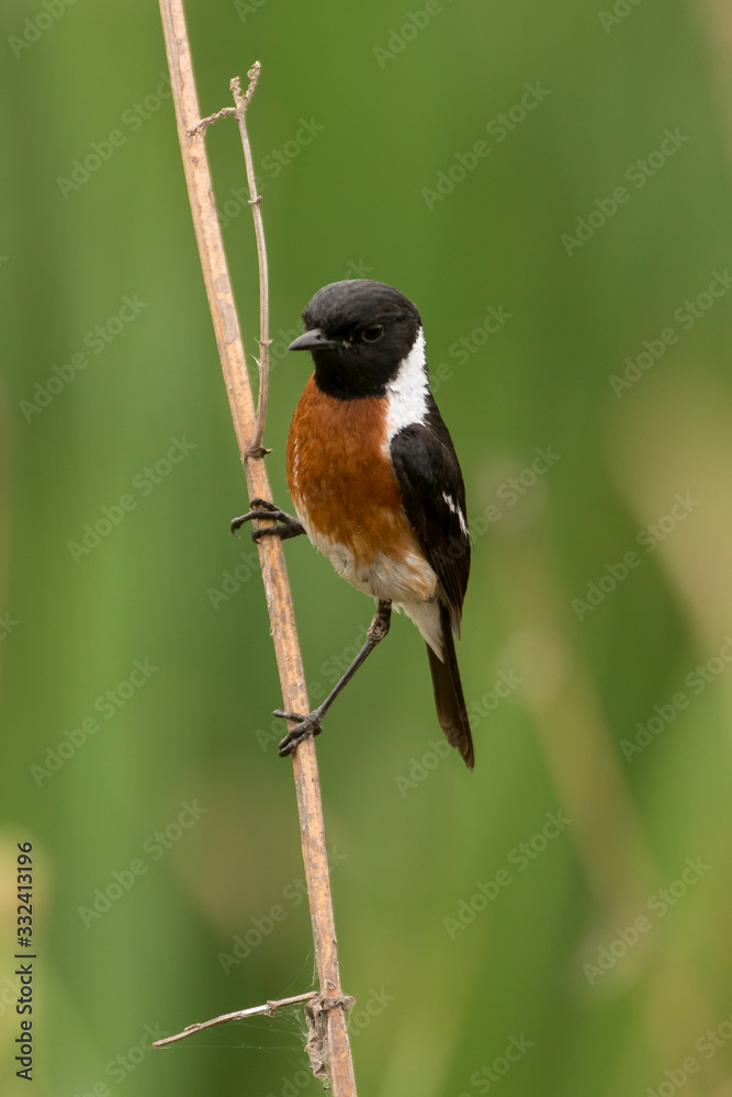 Tarier pâtre, Traquet pâtre, Saxicola rubicola, European Stonechat ...