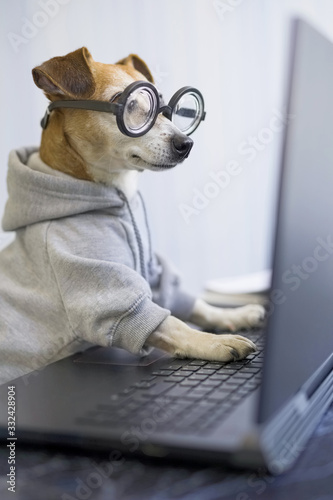 Dog Typing Meme