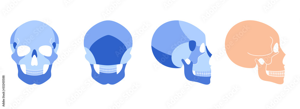 Human skull anatomy Stock Vector | Adobe Stock