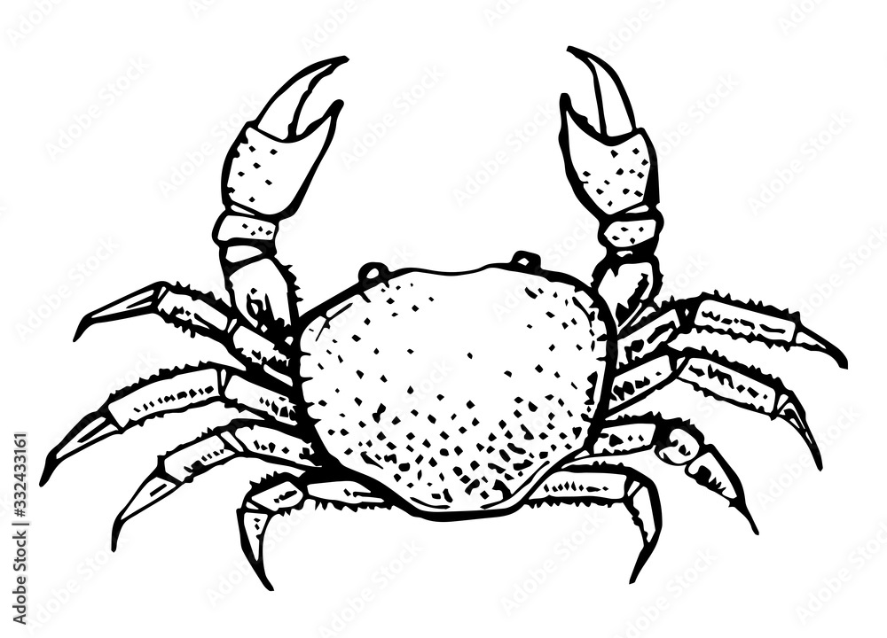 Crab drawing. Vector. Hand drawn monochrome seafood illustration. Great ...
