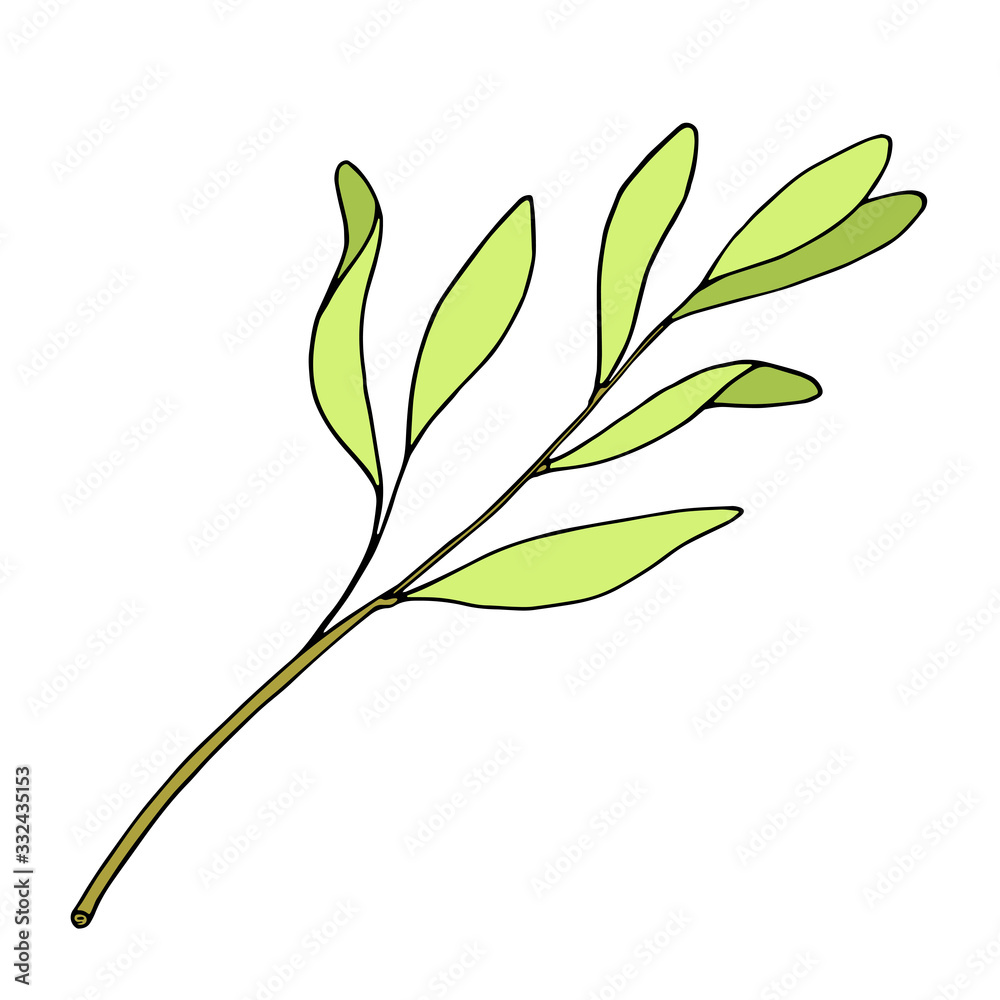 Tea tree leaf vector illustration. Hand drawn botanical doodle sketch ...