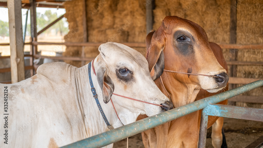 Bull and Cow in pen on farming area. Thai Brahman beef cattle. Stock ...