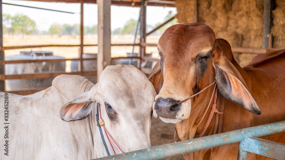 Bull and Cow in pen on farming area. Thai Brahman beef cattle. Stock ...