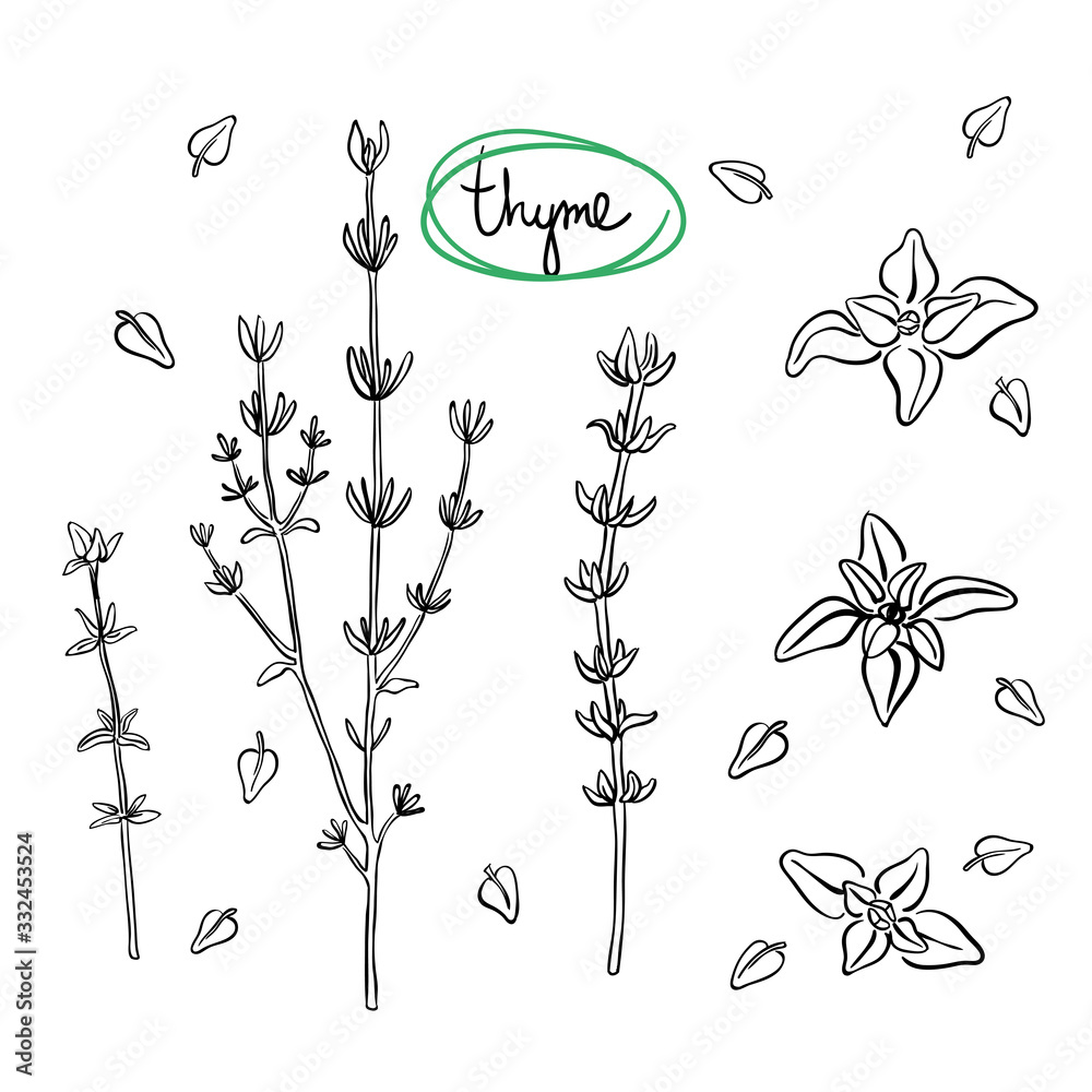 Thyme Sprig