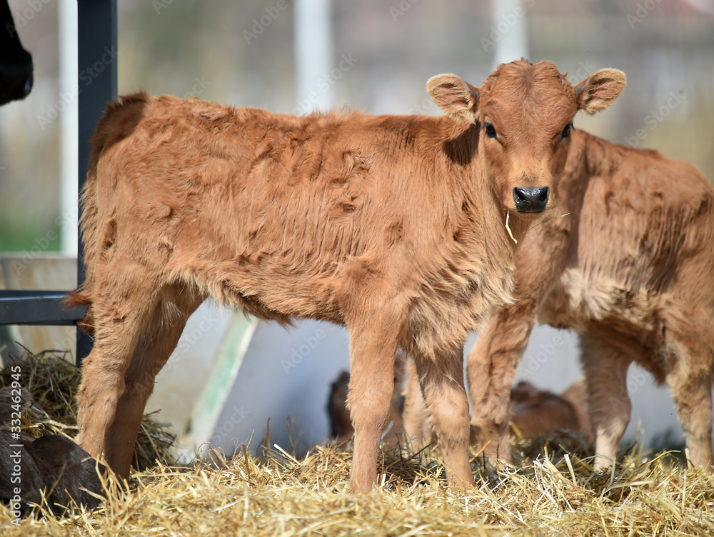young bull in the cattle raising Stock Photo | Adobe Stock