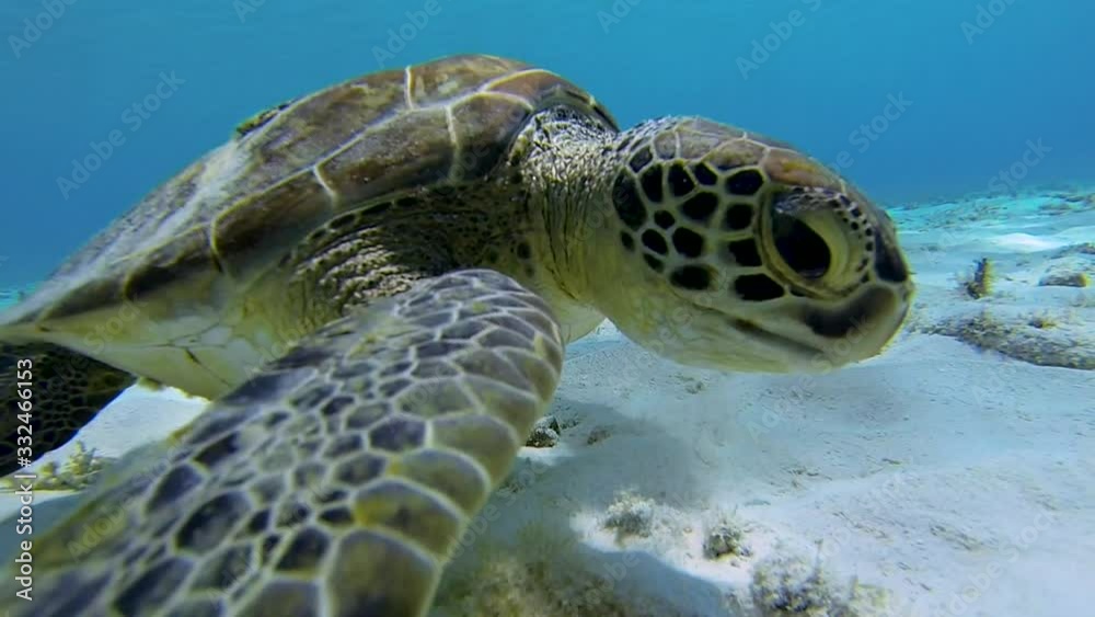 Beautiful sea turtle eating plants on the ocean floor, then the camera ...