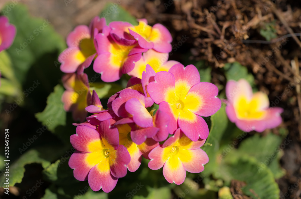 Pin flower of common primrose (Latin: Primula vulgaris, family ...