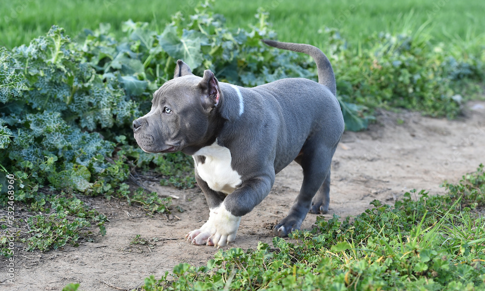 perro american bully Stock Photo | Adobe Stock