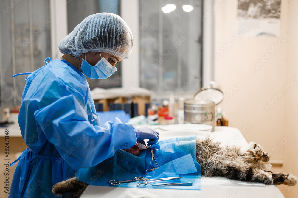 Surgery to remove a uterine tumor in a cat. Surgery in veterinary ...