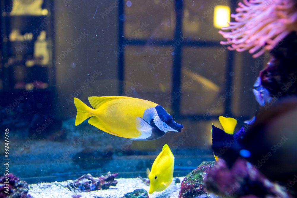 Yellow foxface rabbitfish with blurred background.Foxface Rabbitfish ...