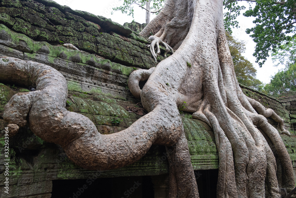 Foto de Picturesque scenery of giant tree roots growing over old ...