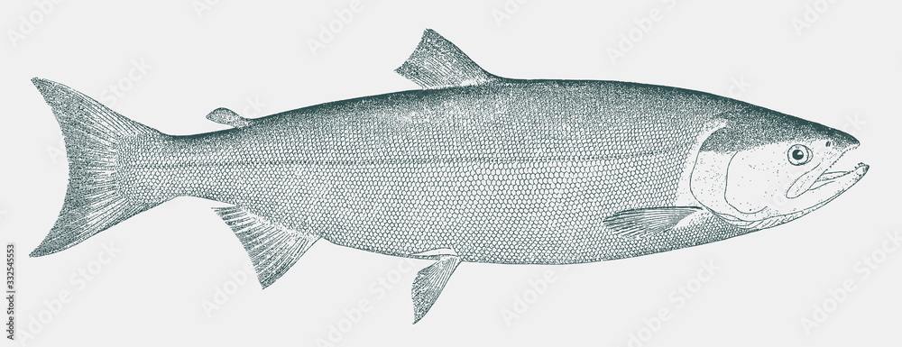 Poster Male ocean-phase sockeye salmon oncorhynchus nerka, fish from ...