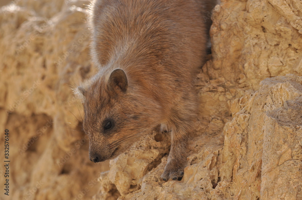 Rock hyrax in the Ein Gedi National Park in Israel. Protected wild ...