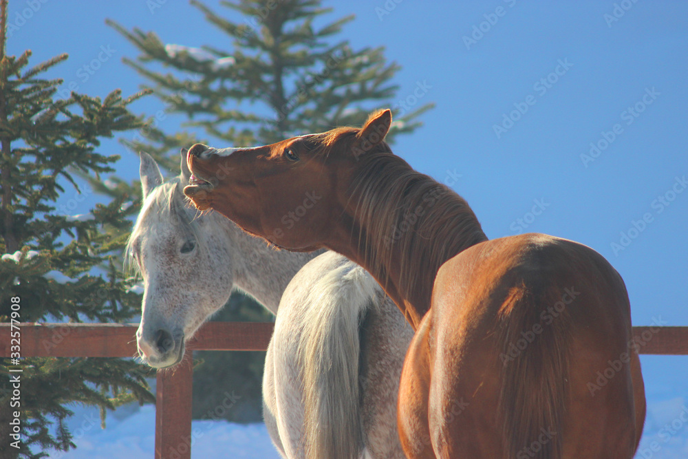 horse meeting, horse feelings and emotions, mare hunting and stallion ...