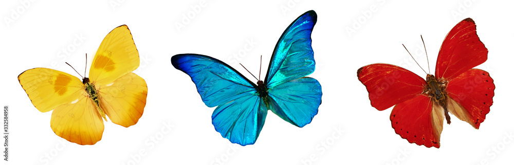 Set of beautiful blue, yellow and red butterflies. Cymothoe excelsa ...