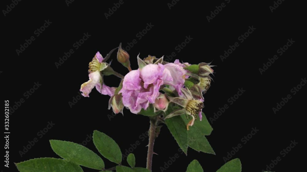 Time-lapse of dying pink wild rose (Rosa rubiginosa) 5c1 in PNG+ format ...