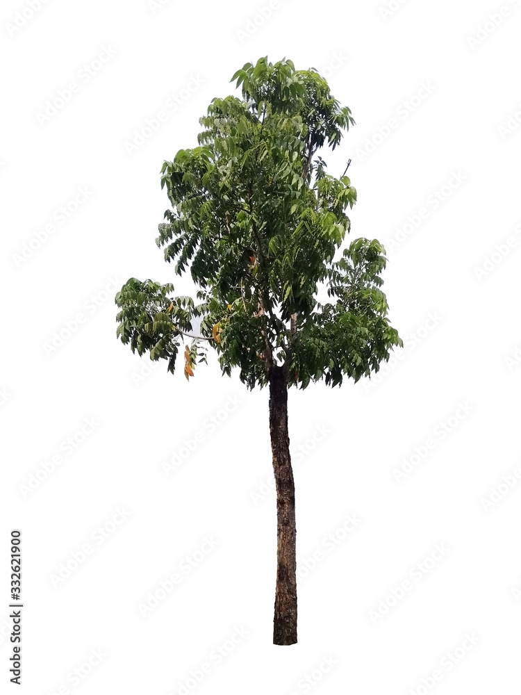Cassod tree, Thai copperpod tree isolated on white background. Senna ...