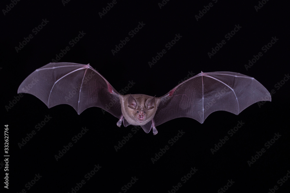 Greater Horseshoe Bat Stock Photo | Adobe Stock