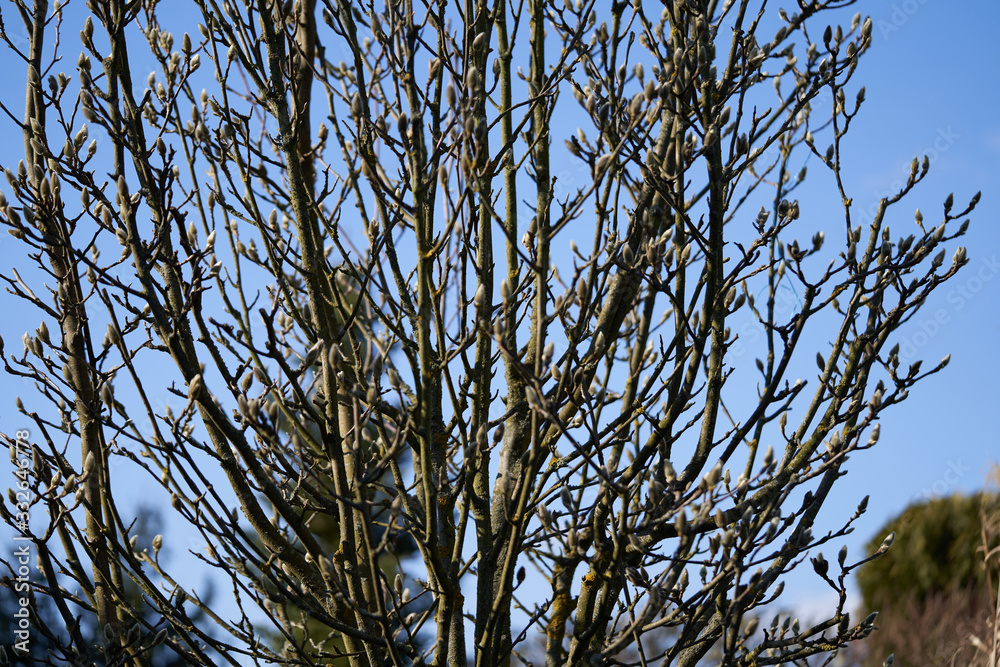 Magnolia kobus tree in the garden. Known as Mokryeon or Kobushi ...
