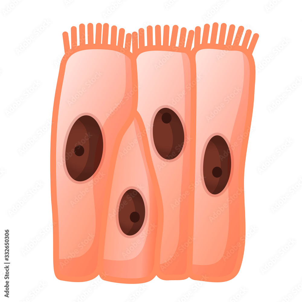 Epithelial cell icon, science and medical biology vector de Stock ...