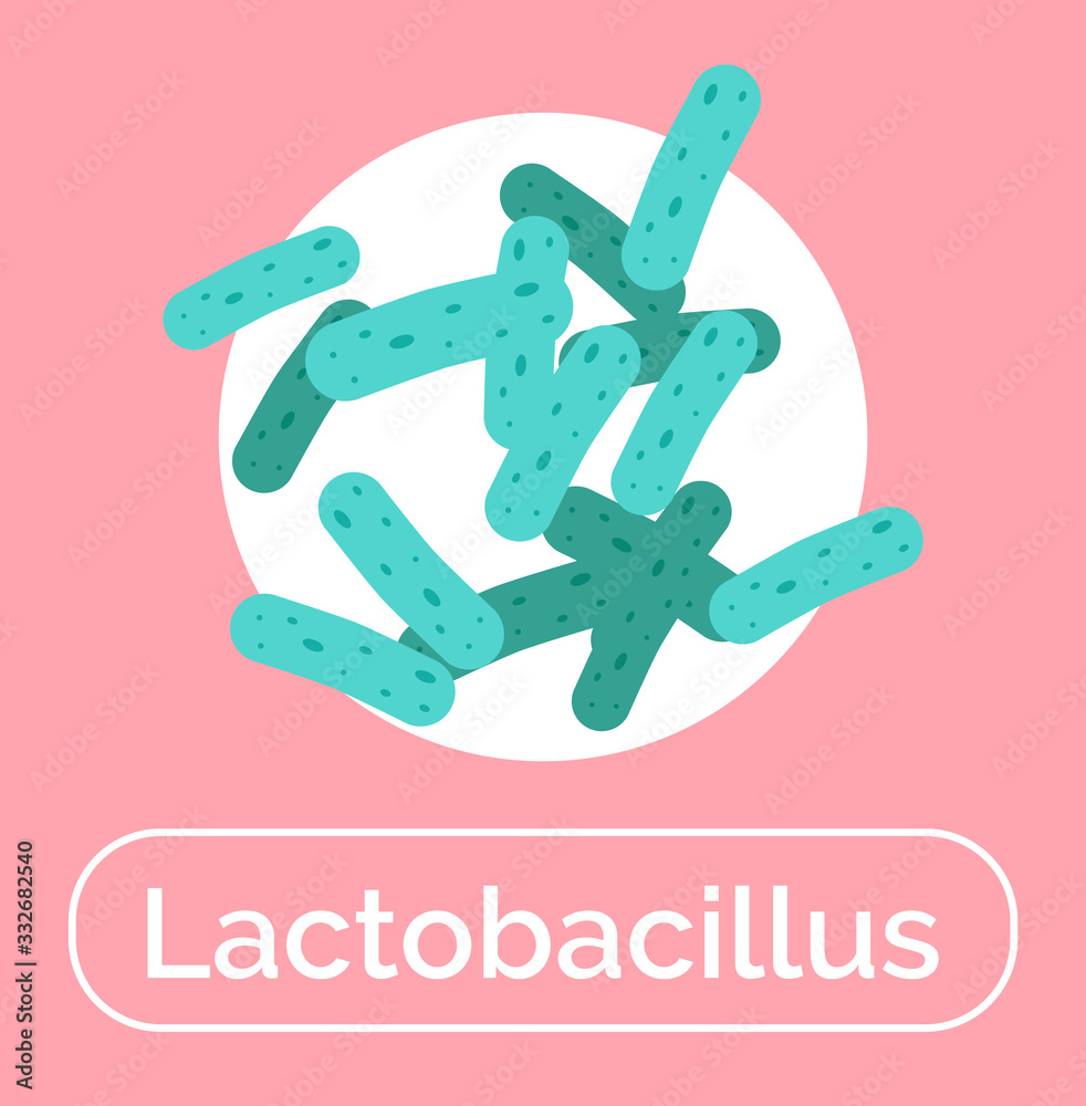 Lactobacillales bacteria useful for human body and digestive system ...