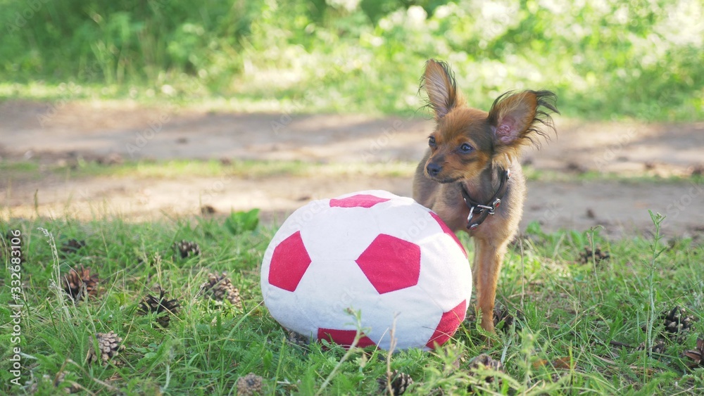 Dog makes funny sex with a toy. A toy is a soccer ball. Legs hang ...