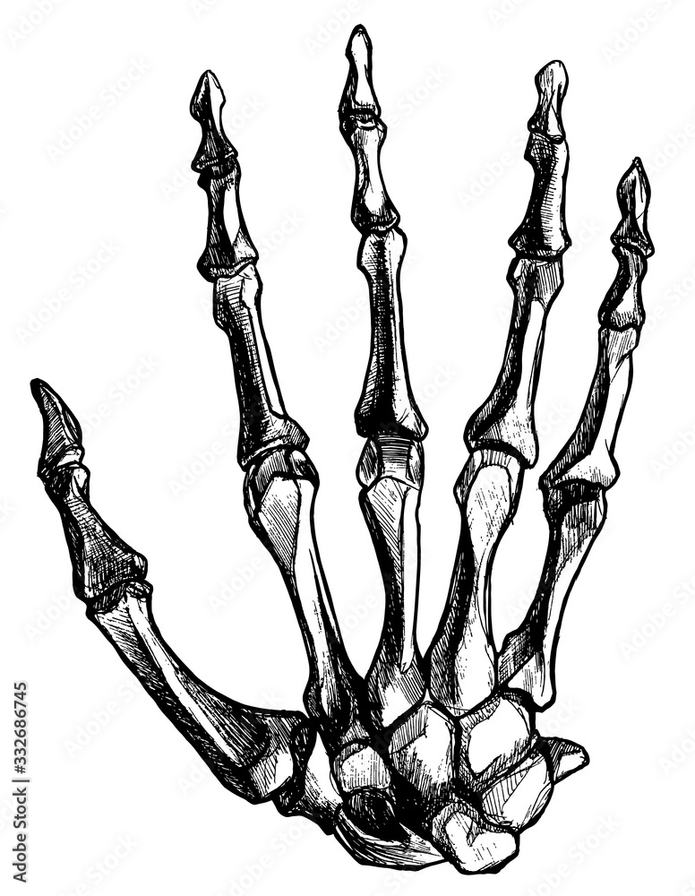 Part of the hand, bones, raised wrist of the skeleton, with very long ...