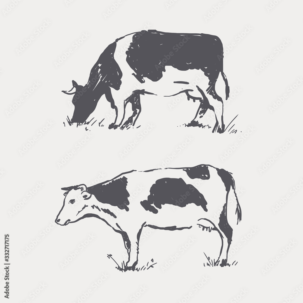 Cow in graphic style, from hand drawing image. Template for creating ...