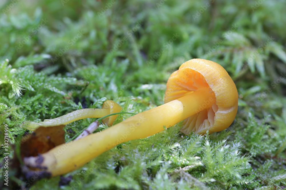 Hygrocybe chlorophana, known as the golden waxcap, wild mushroom from ...