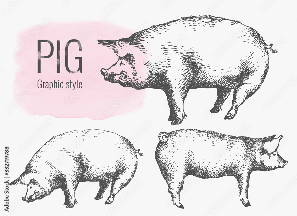 Pig in graphic style, from hand drawing image. Stock Illustration ...