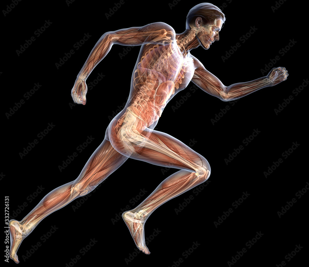 Running man with inner organs, heart, muscles and skeleton, 3D ...